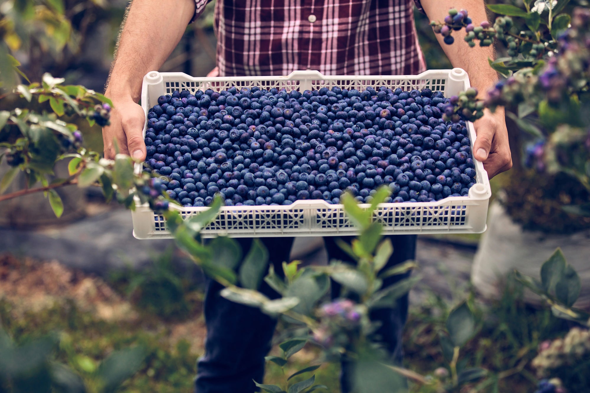 Welcome to Berryland: Where Nature's Bounty Nurtures Your Wellbeing ...